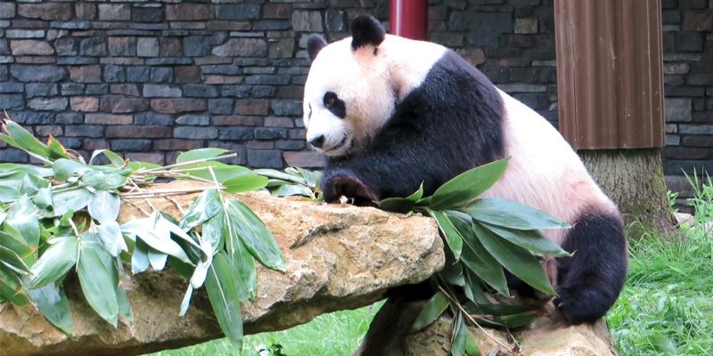 Zoo Avontuurlijk! - Ouwehands Dierenpark