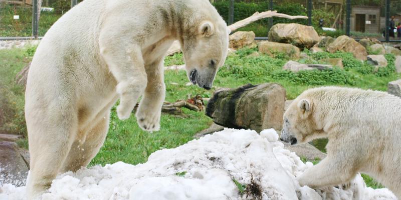 Vol dierbare ontmoetingen - Ouwehands Dierenpark