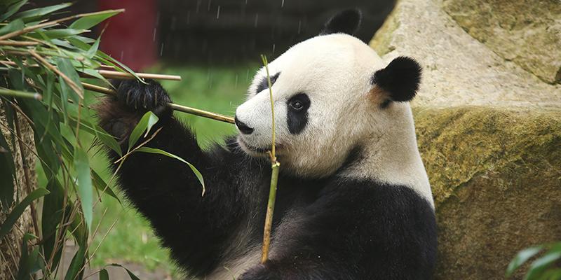 Vol dierbare ontmoetingen - Ouwehands Dierenpark