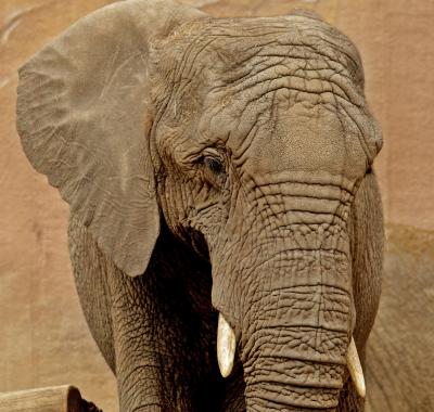 Vol dierbare ontmoetingen - Ouwehands Dierenpark