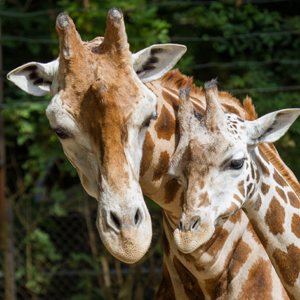Vol dierbare ontmoetingen - Ouwehands Dierenpark
