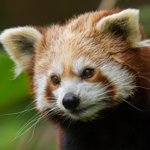 Vol dierbare ontmoetingen - Ouwehands Dierenpark