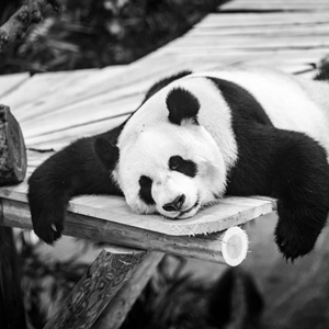 Vol dierbare ontmoetingen - Ouwehands Dierenpark