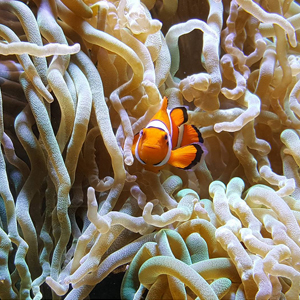 Zoo Avontuurlijk! - Ouwehands Dierenpark