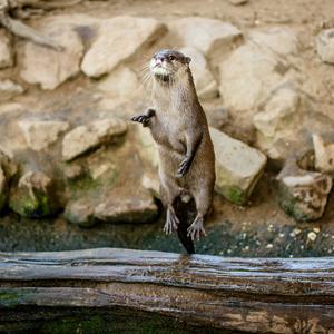 Vol dierbare ontmoetingen - Ouwehands Dierenpark