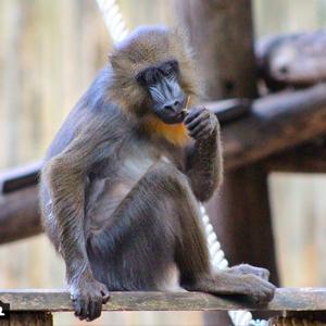 Vol dierbare ontmoetingen - Ouwehands Dierenpark